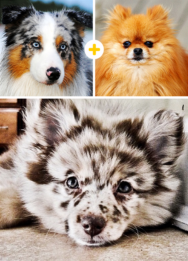 15 encantadores perros de raza mezclada