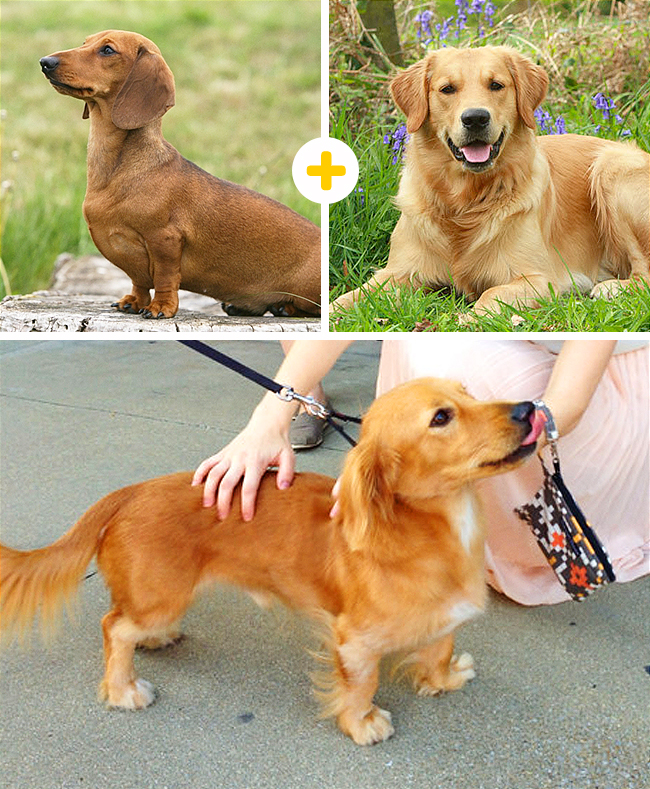 15 encantadores perros de raza mezclada