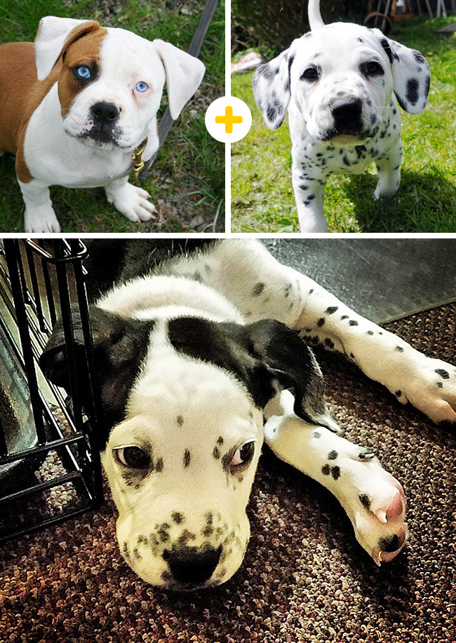 15 encantadores perros de raza mezclada