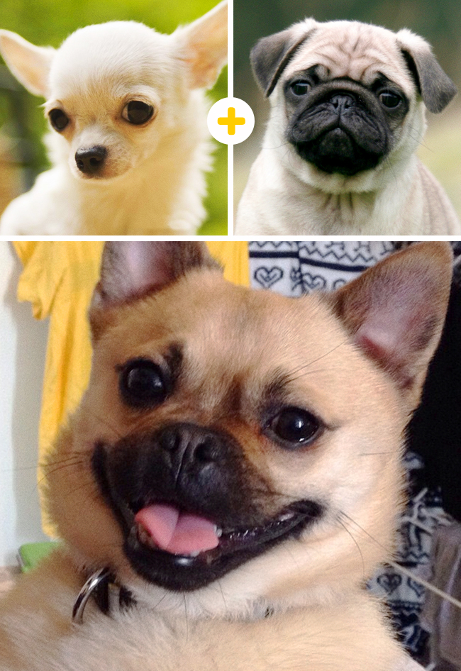 15 encantadores perros de raza mezclada