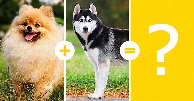 15 encantadores perros de raza mezclada