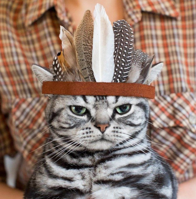 37 fotos de gatos orgullosos