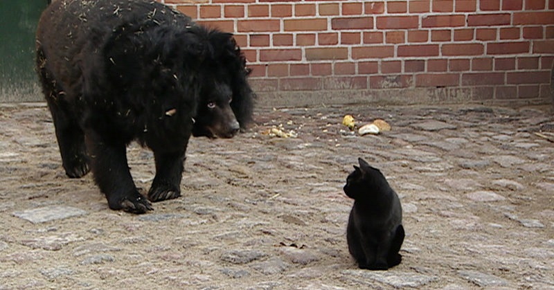 Amistad entre un oso y un gato
