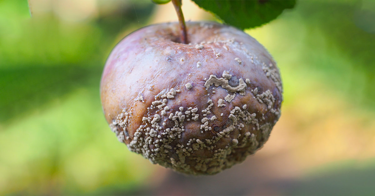 ¿Cómo se comporta una persona con podredumbre? - ¡Qué pasada!