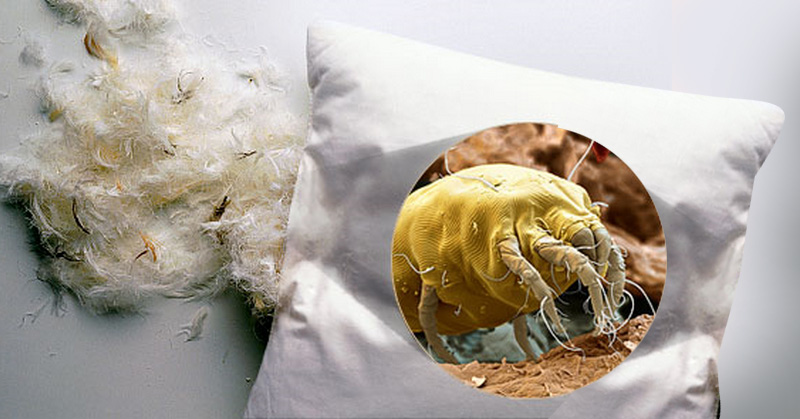 Método para eliminar los ácaros del polvo de tu cama