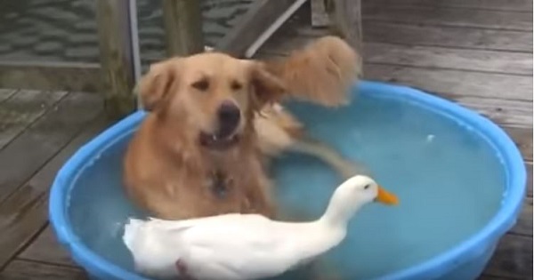 Perro y pato nadan juntos en la piscina