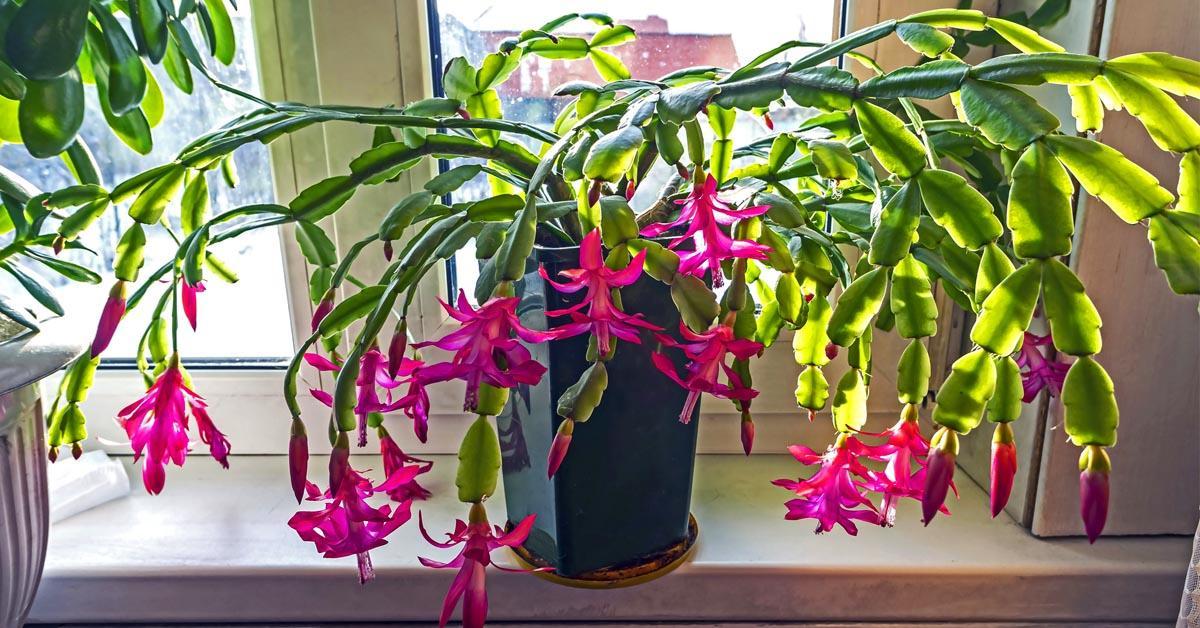 Cómo una decembrista en flor afecta la atmósfera de la casa - ¡Qué pasada!