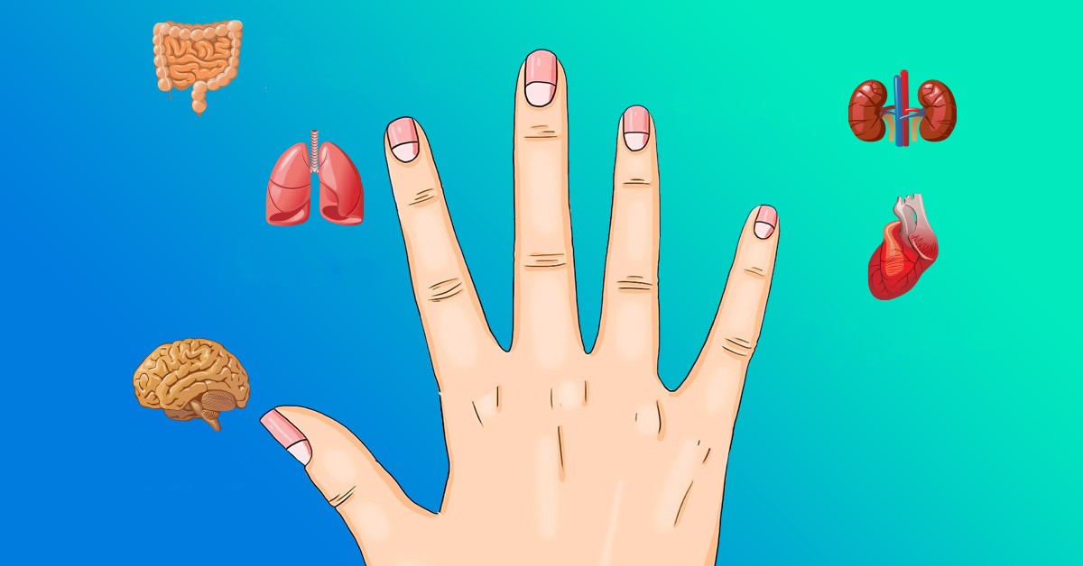 Puntos en los dedos que actúan sobre los órganos internos. - ¡Qué pasada!